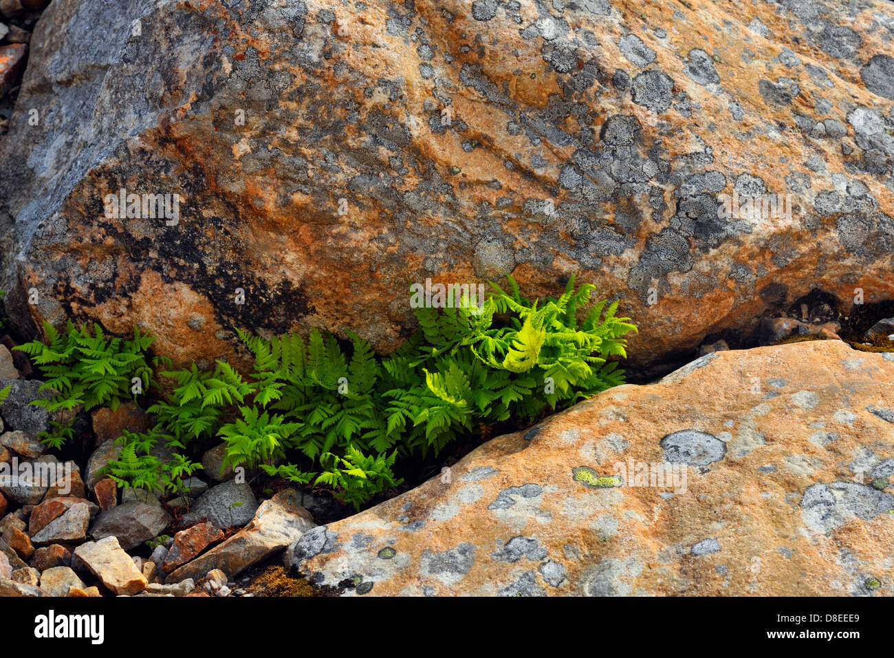 Clump of fragile ferns growing around rocks in Mt. Edith Cavell moraine ...