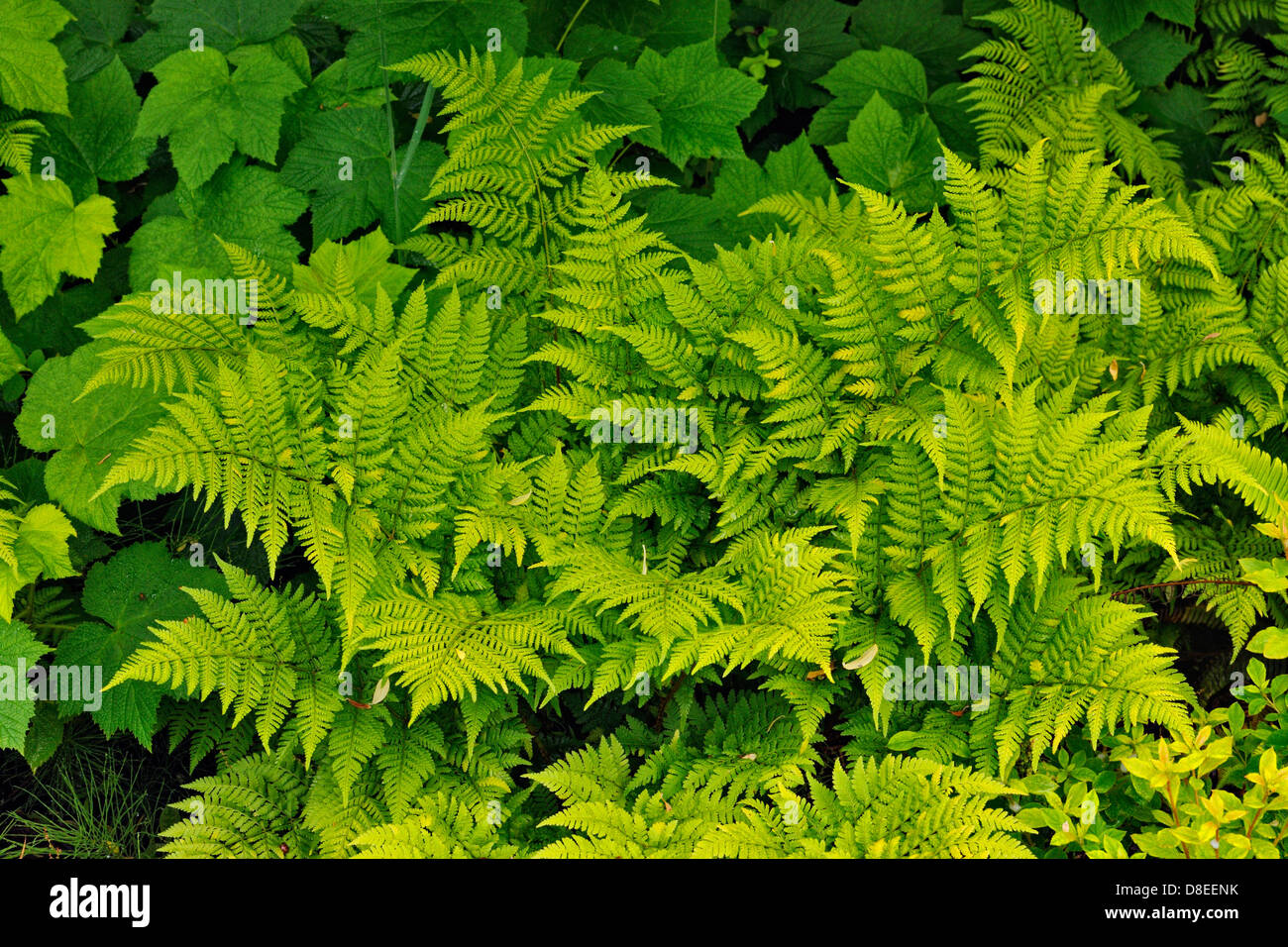 Lady ferns (Athyrium filix-femina) Haida Gwaii, Queen Charlotte Islands ...