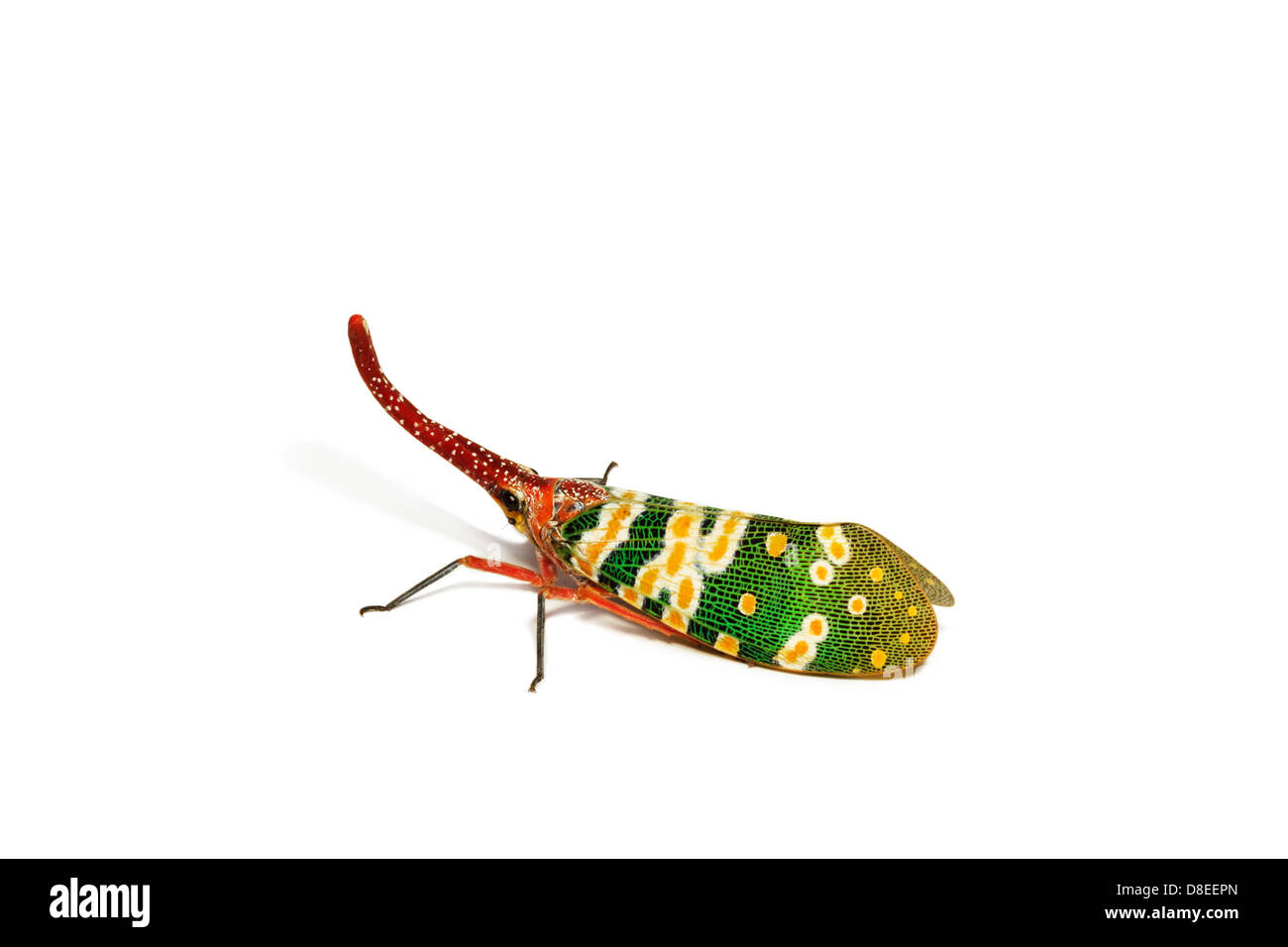 Lantern fly hi-res stock photography and images - Alamy