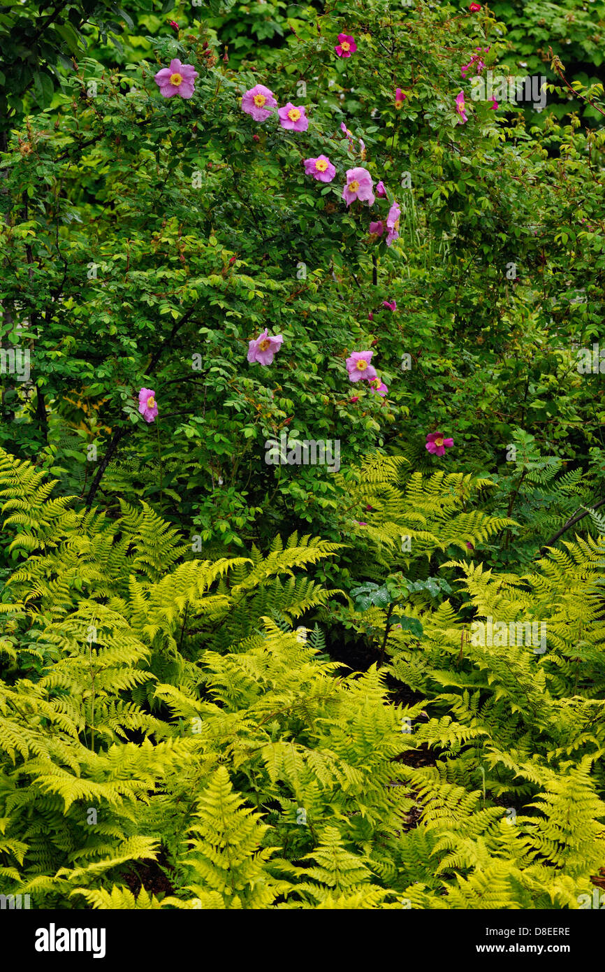 Wild roses and ferns near Haida Museum Haida Gwaii, Queen Charlotte ...