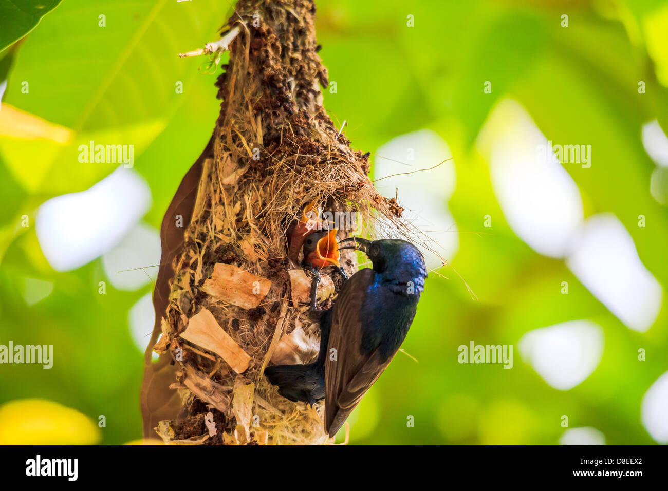 Male sunbird feeding young Stock Photo - Alamy