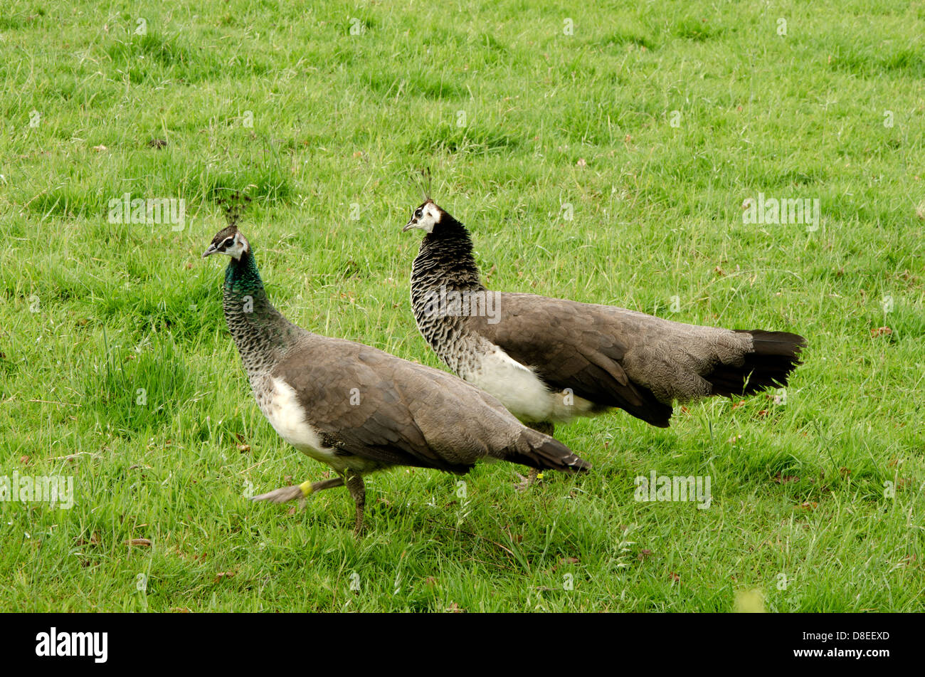 Two female peahens, Indian Peafowl, Pavo cristatus, birds in captivity ...
