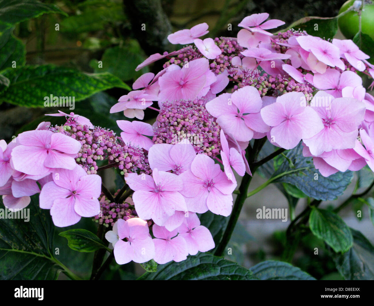 Garden hydrangea lace cap hydrangea hi-res stock photography and images ...