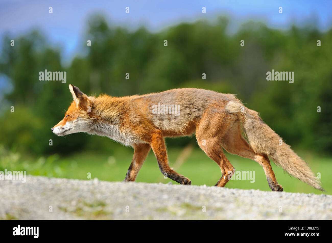 Flash Running Fox