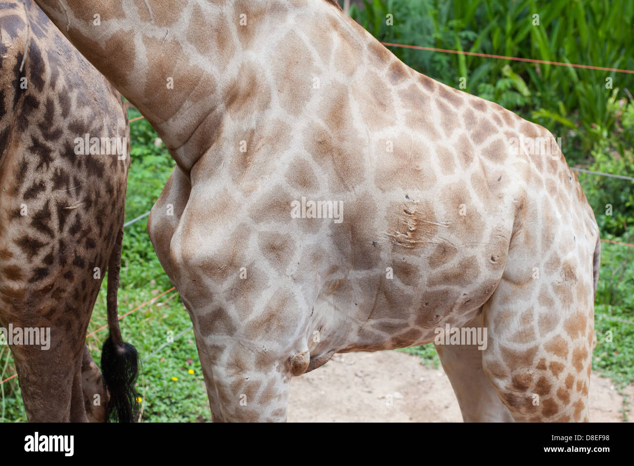 Closeup of the spots on a giraffe Stock Photo - Alamy