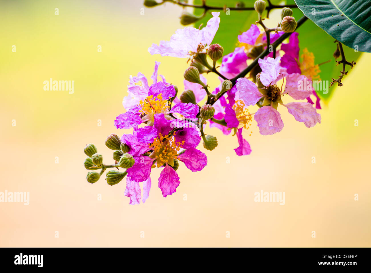 Tropical crape hi-res stock photography and images - Alamy