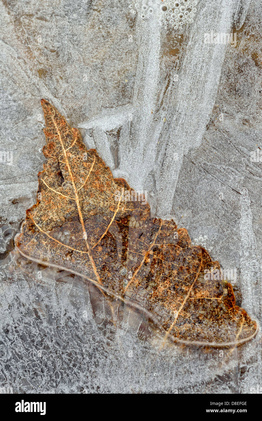 Puddle ice patterns with frost and embedded leaf Greater Sudbury ...