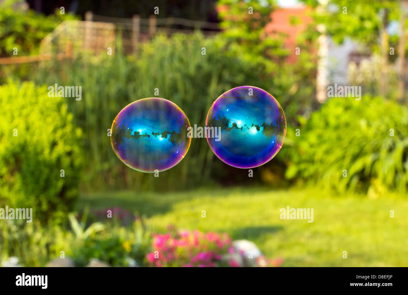 Pair of soap water bubbles Stock Photo - Alamy