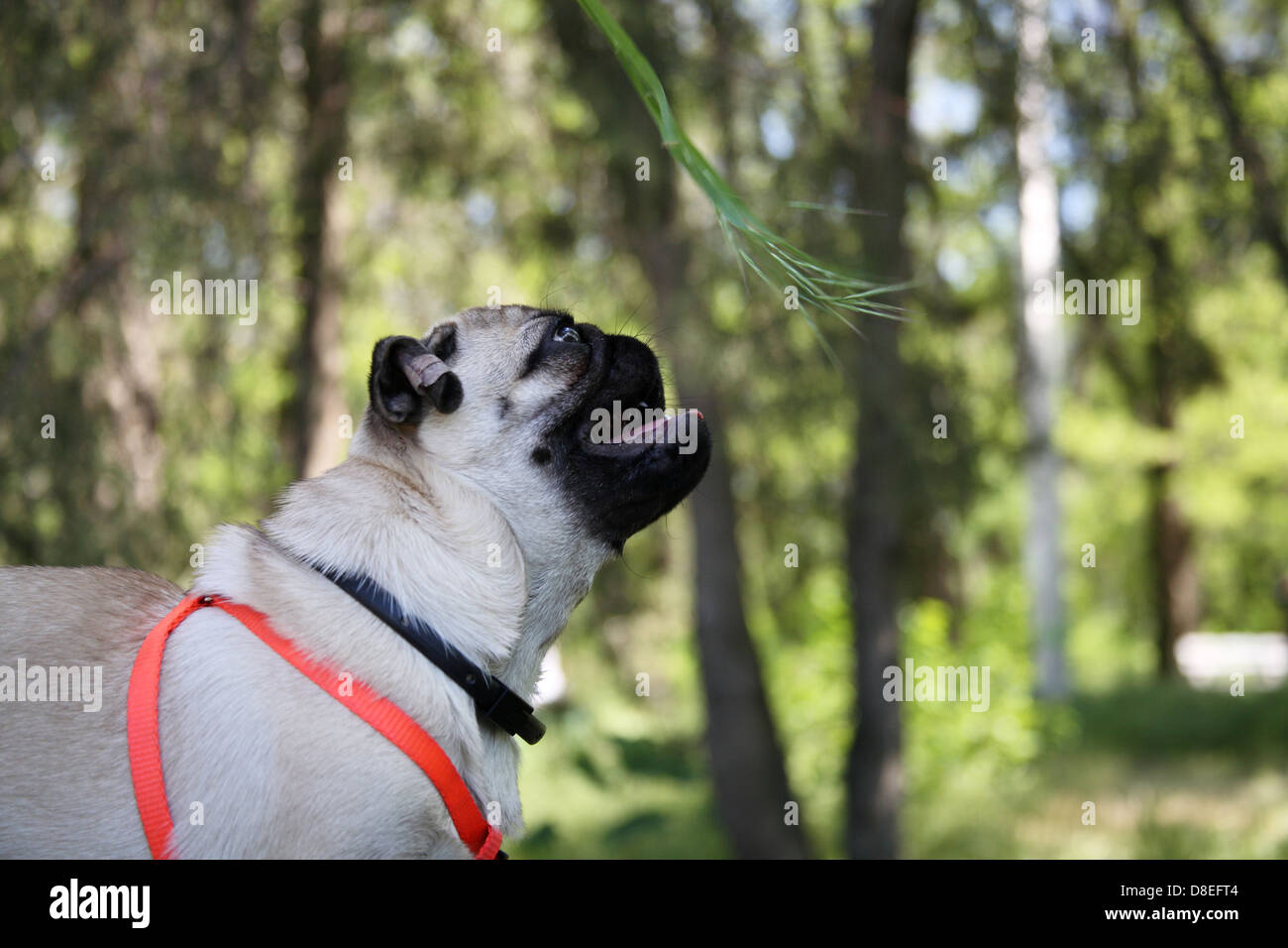 Pug puppy grass hi-res stock photography and images - Alamy