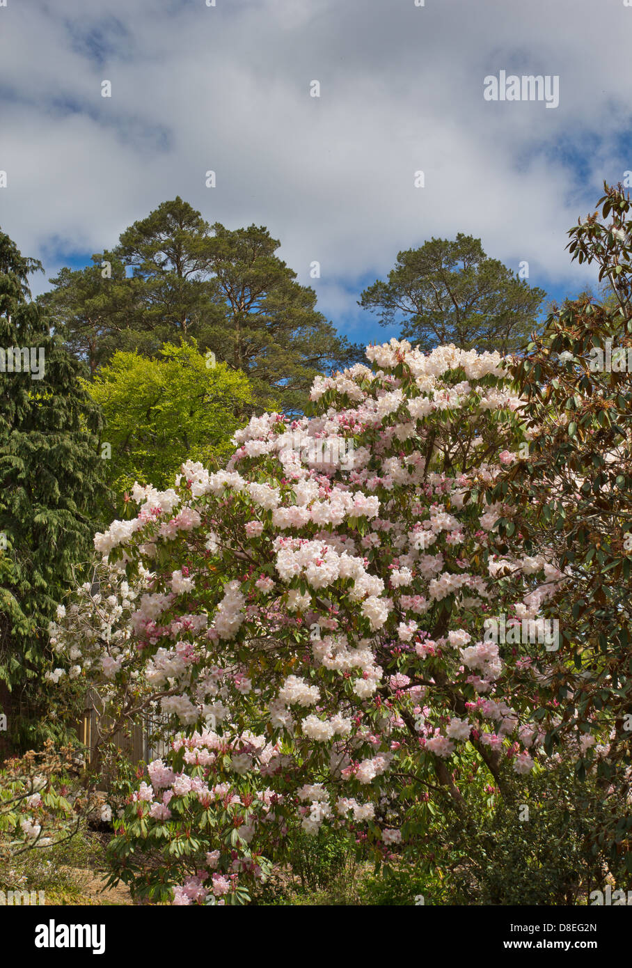 INVEREWE GARDENS IN SPRING ON THE WEST COAST OF HIGHLANDS SCOTLAND ...