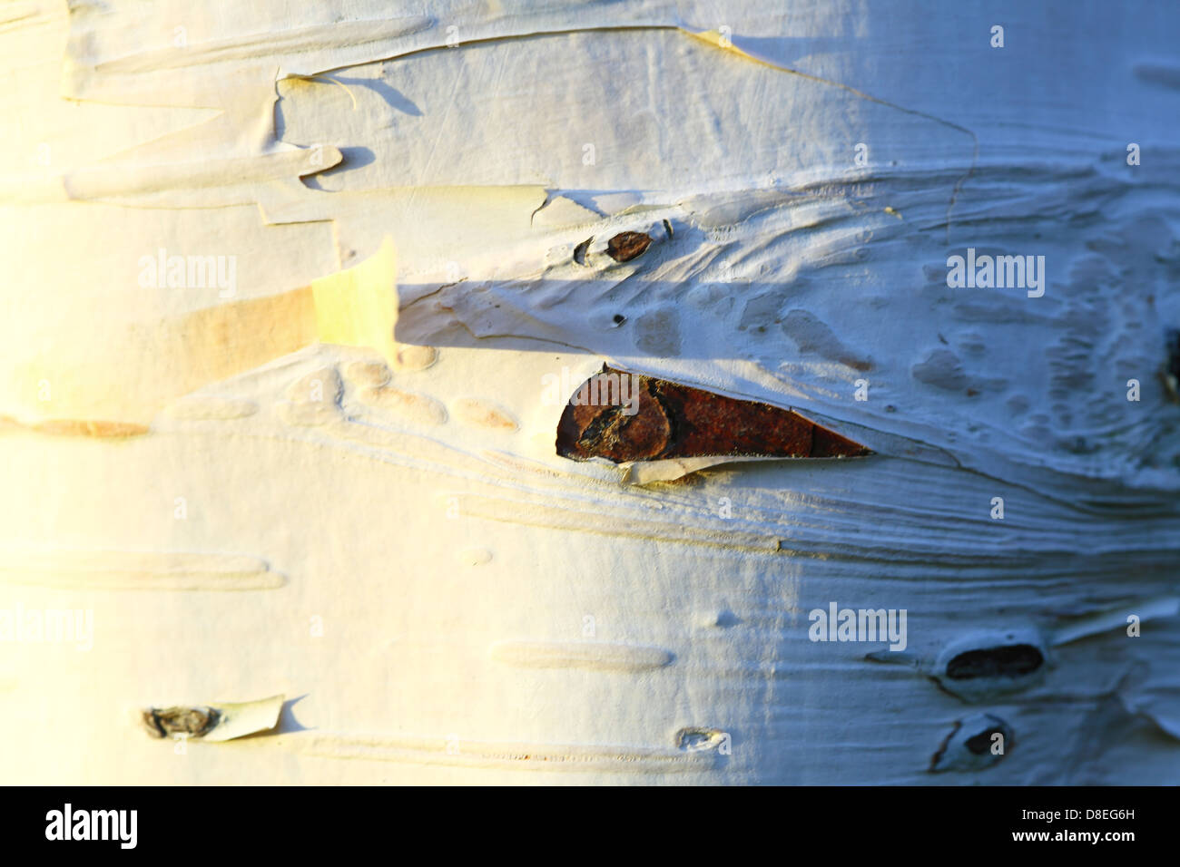 Betula pendula. Texture of birch bark, background Stock Photo - Alamy