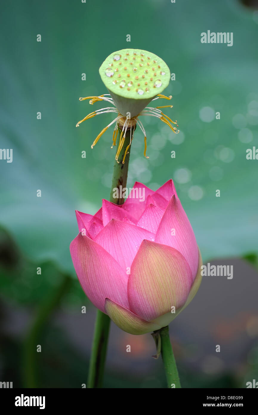 Inverted lotus flower hi-res stock photography and images - Alamy