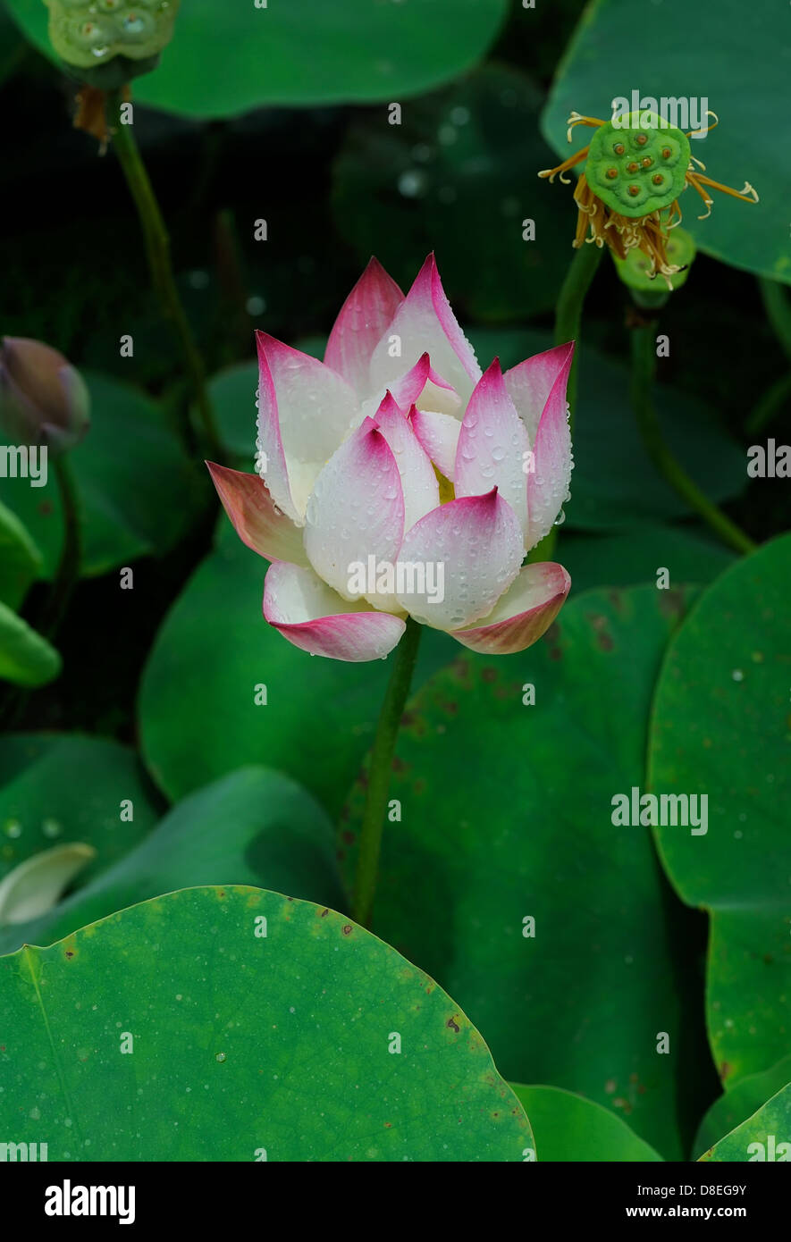 lotus bloom in the pond Stock Photo - Alamy