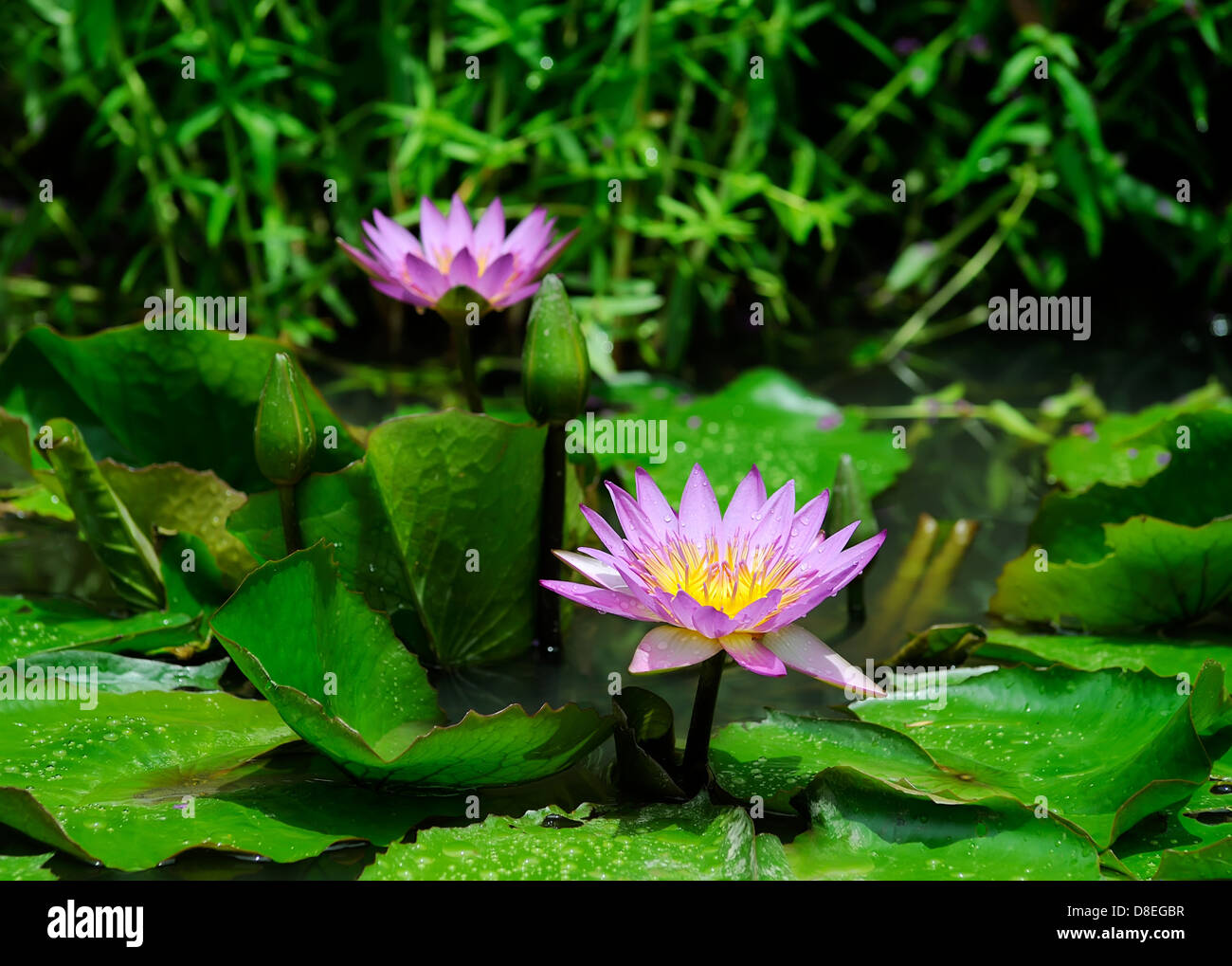lotus bloom in the pond Stock Photo - Alamy