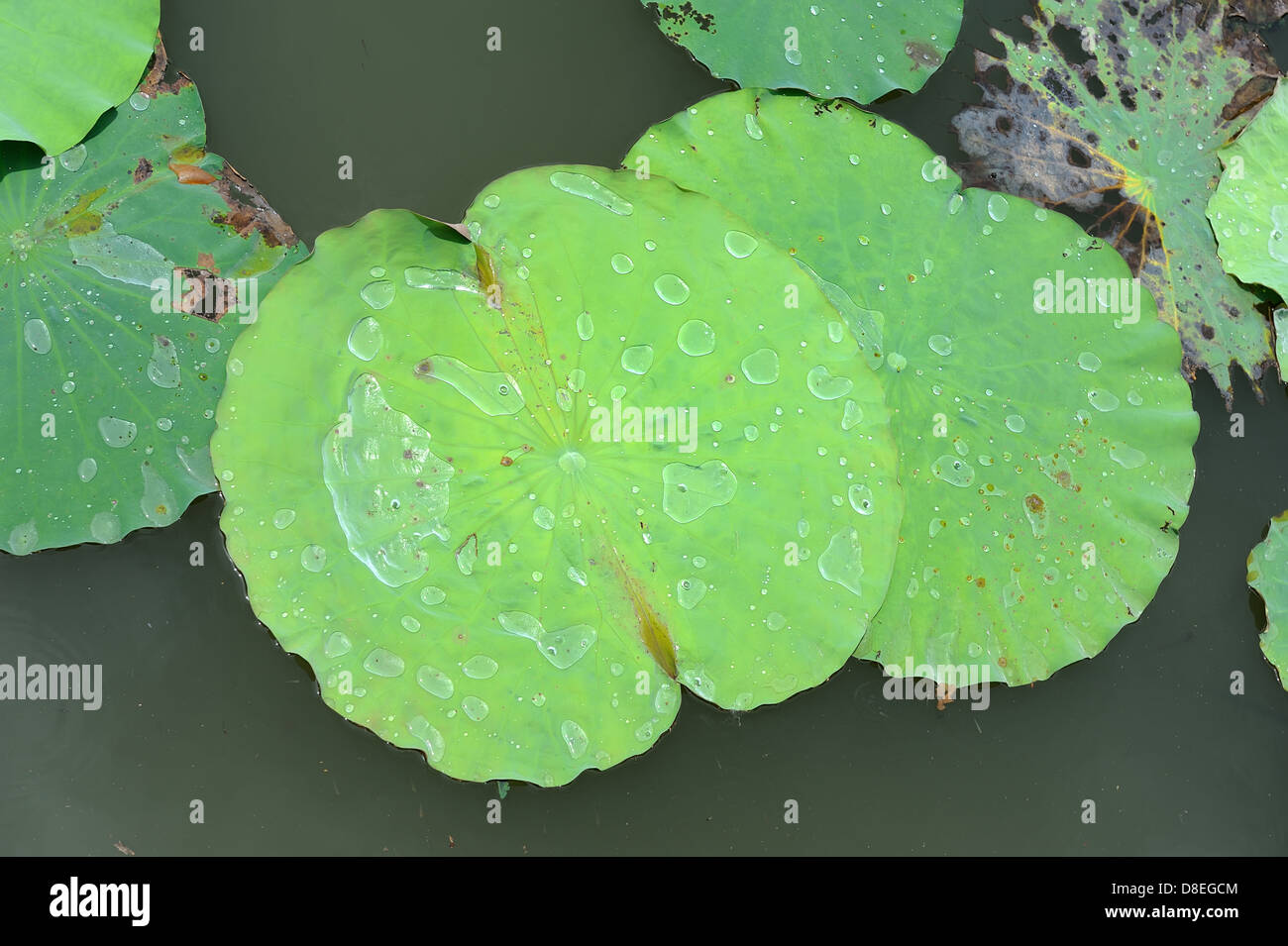 Inverted lotus flower hi-res stock photography and images - Alamy