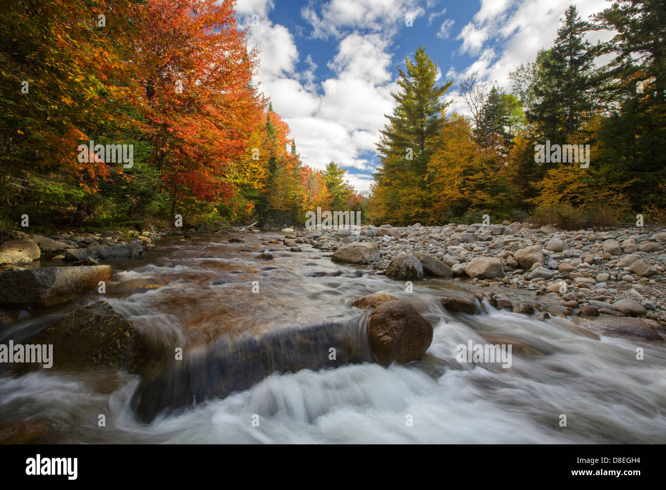 Gale River Forest - Autumn foliage along the Gale River in the White ...