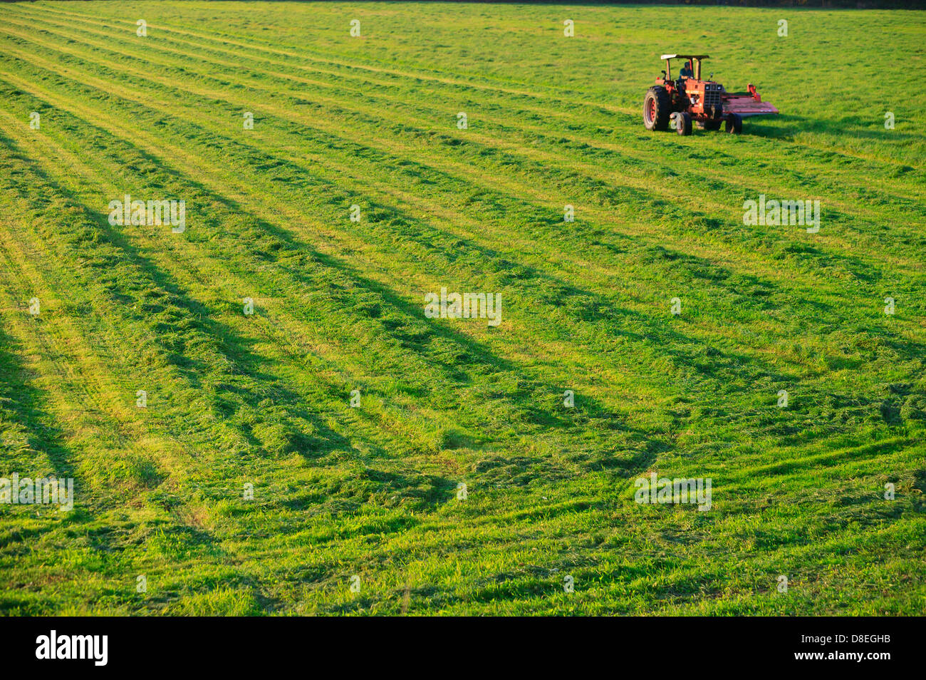 Old farm tractor in a mowed field in Stowe Vermont, USA Stock Photo - Alamy