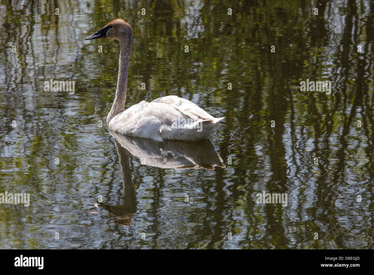 Wild white North American Trumpeter Swan (cygnus buccinator) Bird Stock ...