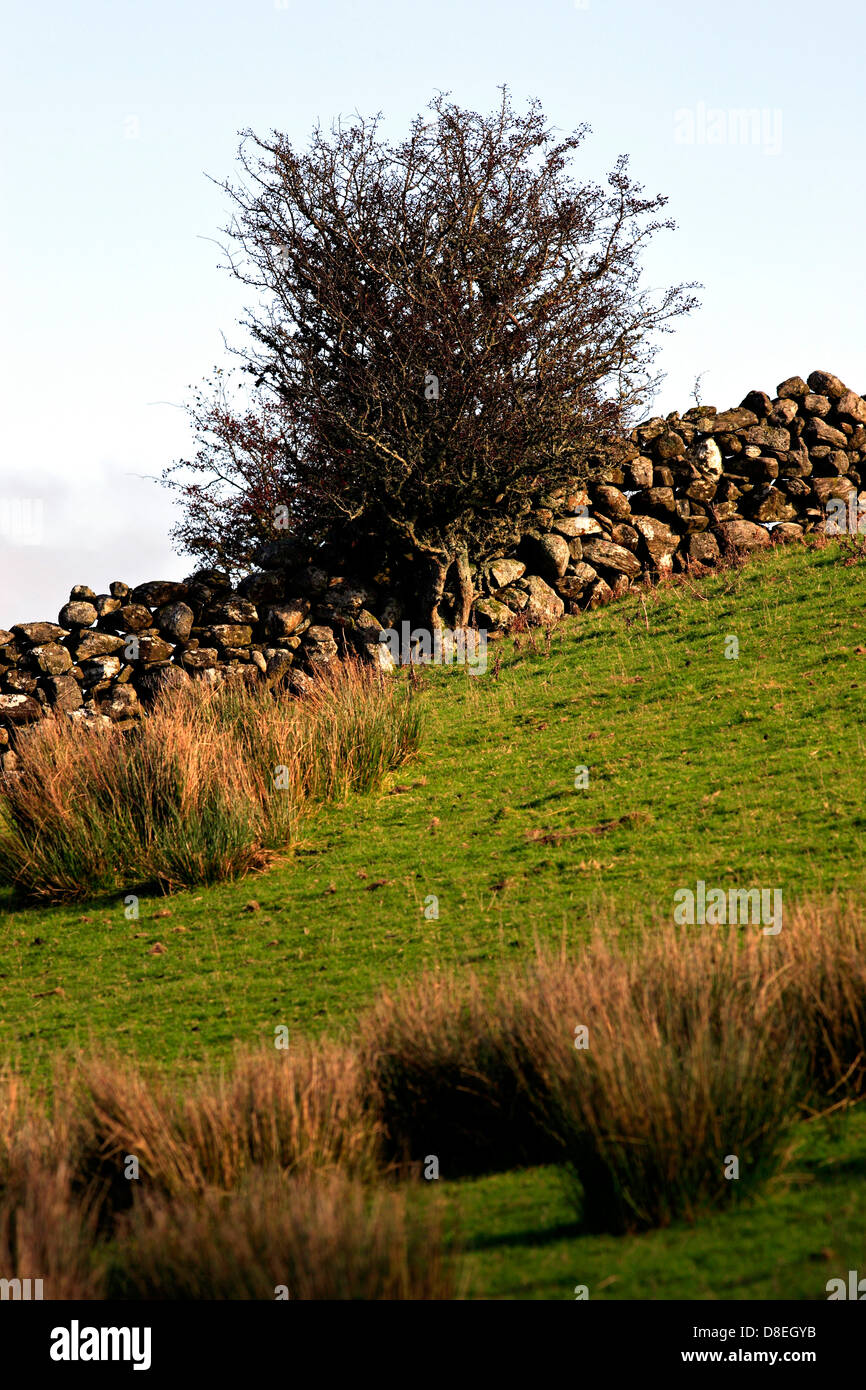 Dry Stone Wall and Tree, The Burren Ireland Stock Photo - Alamy