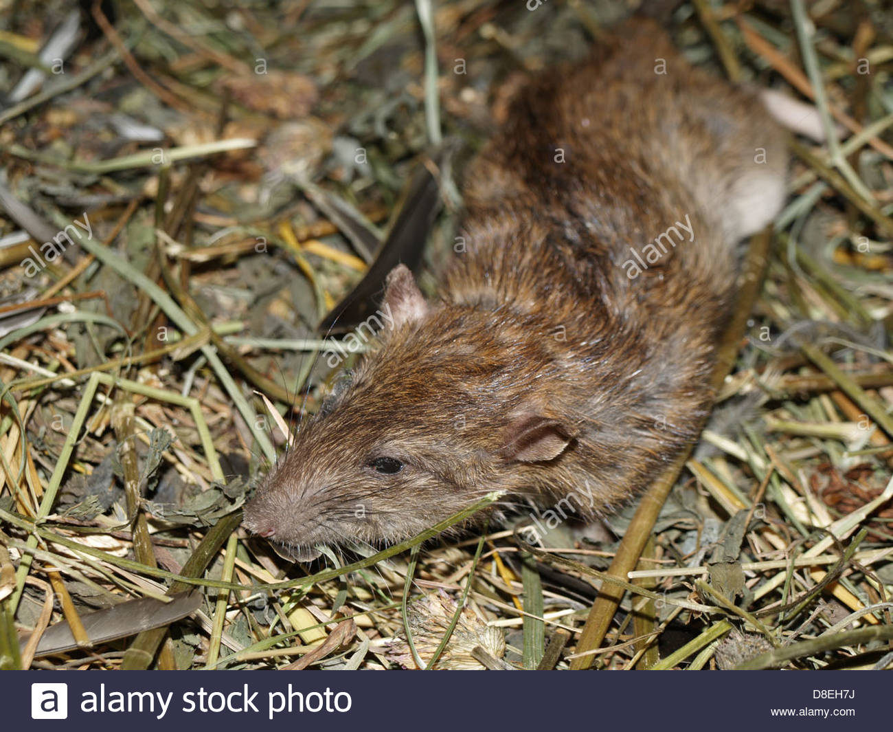 Dead Rat Carcass Stock Photos & Dead Rat Carcass Stock Images - Alamy