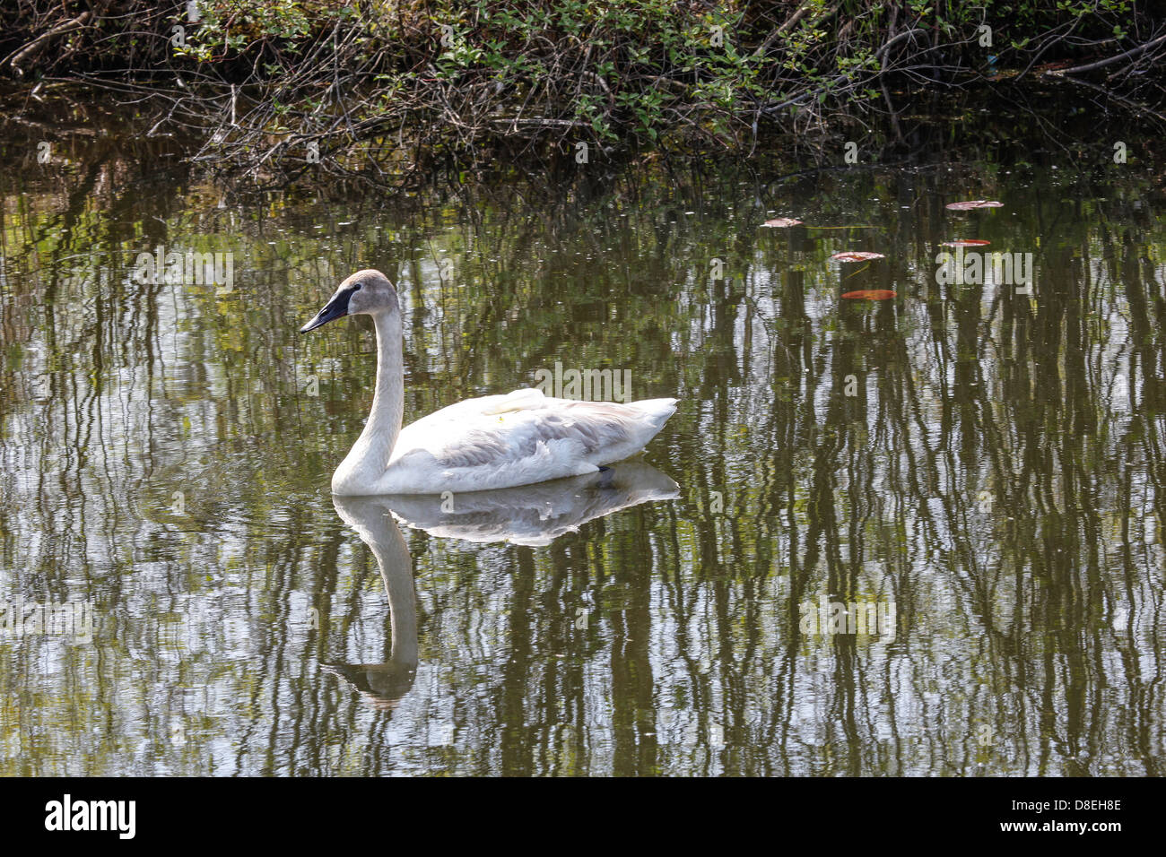 Wild white North American Trumpeter Swan (cygnus buccinator) Bird Stock ...