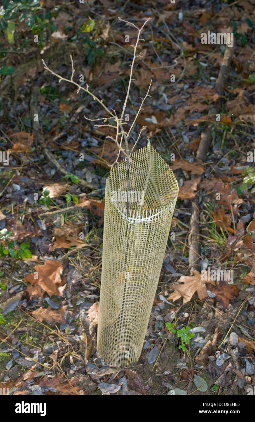 Tree Seedling encased in Protection Netting Stock Photo - Alamy