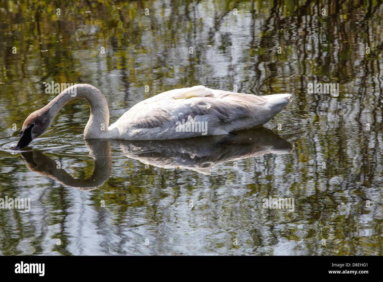 Wild white North American Trumpeter Swan (cygnus buccinator) Bird Stock ...