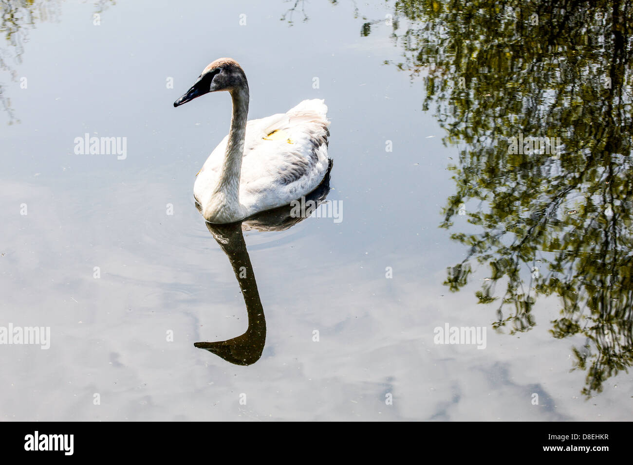 Wild white North American Trumpeter Swan (cygnus buccinator) Bird Stock ...