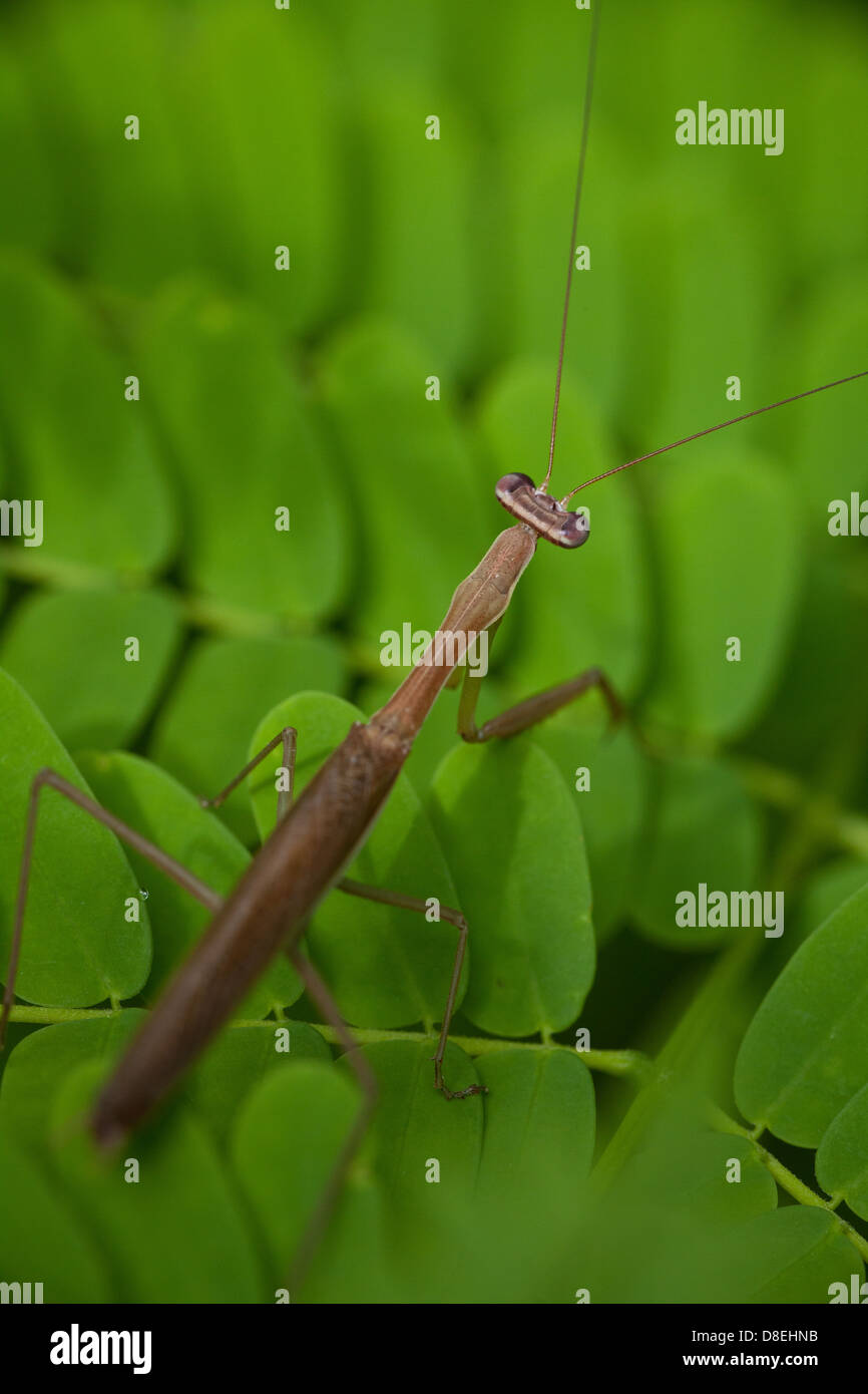 Insect insects wildlife panama hi-res stock photography and images - Alamy