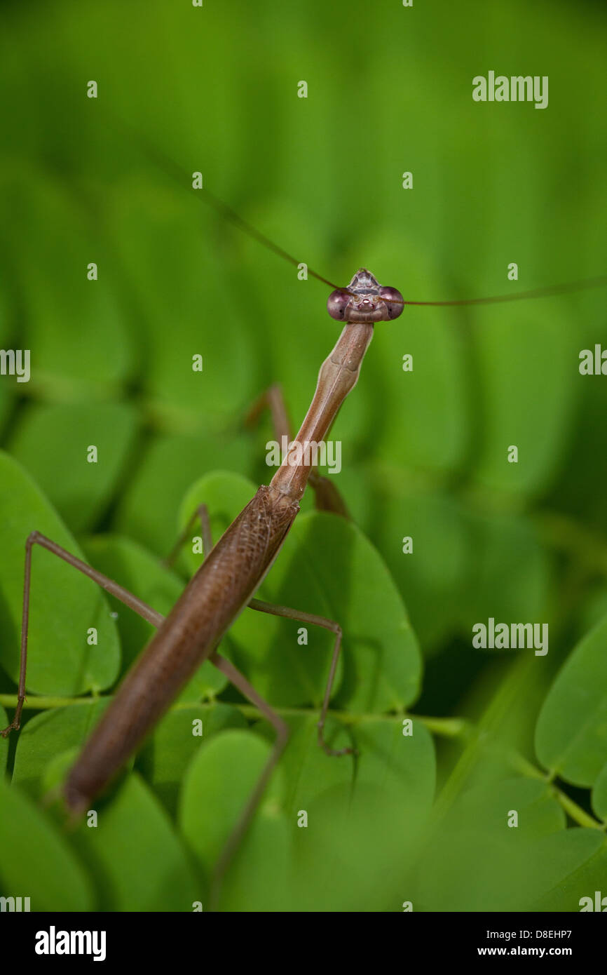 Insect insects wildlife panama hi-res stock photography and images - Alamy