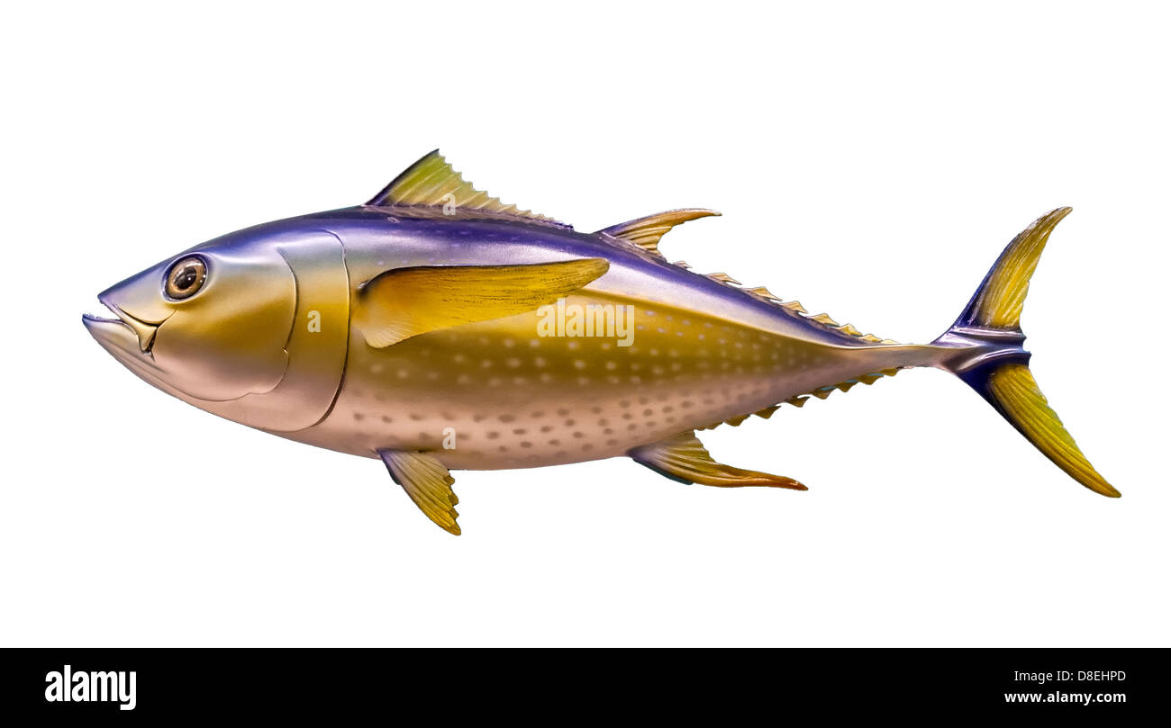 A Stuffed,Blue Fin Tuna Stock Photo - Alamy