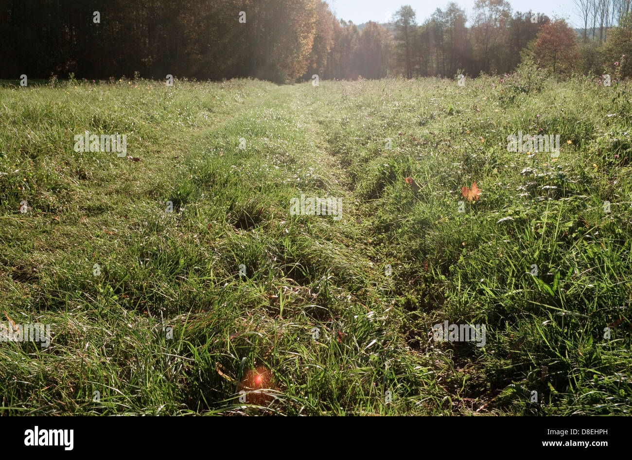 Footpath in natural setting Stock Photo - Alamy