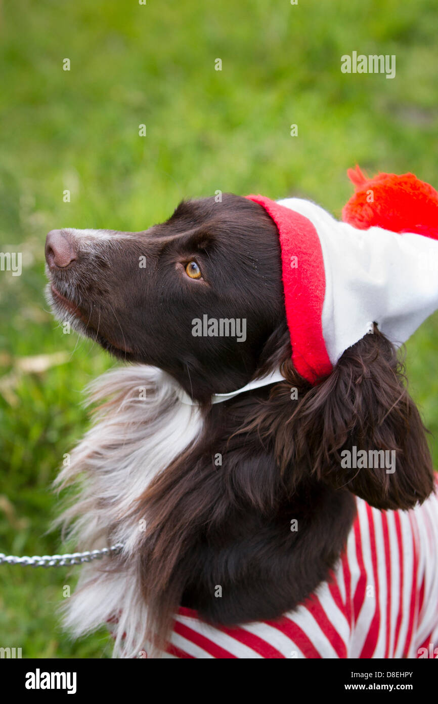 Wally dogs hi-res stock photography and images - Alamy