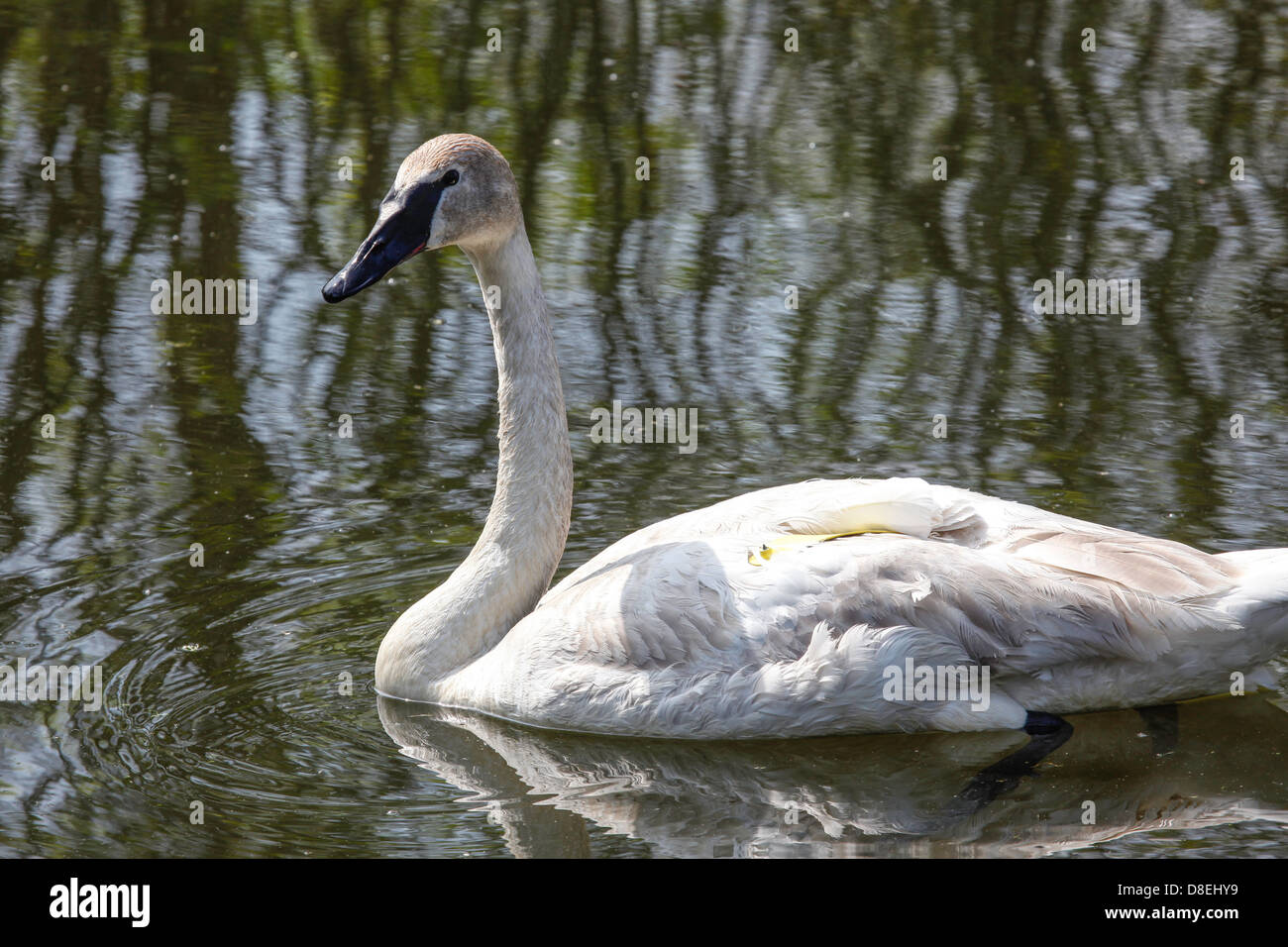 Wild white North American Trumpeter Swan (cygnus buccinator) Bird Stock ...