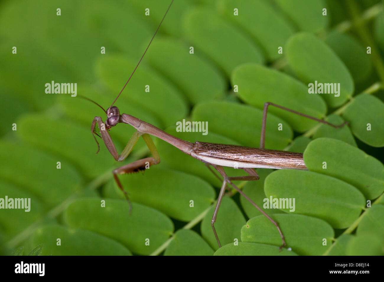 Insect insects wildlife panama hi-res stock photography and images - Alamy