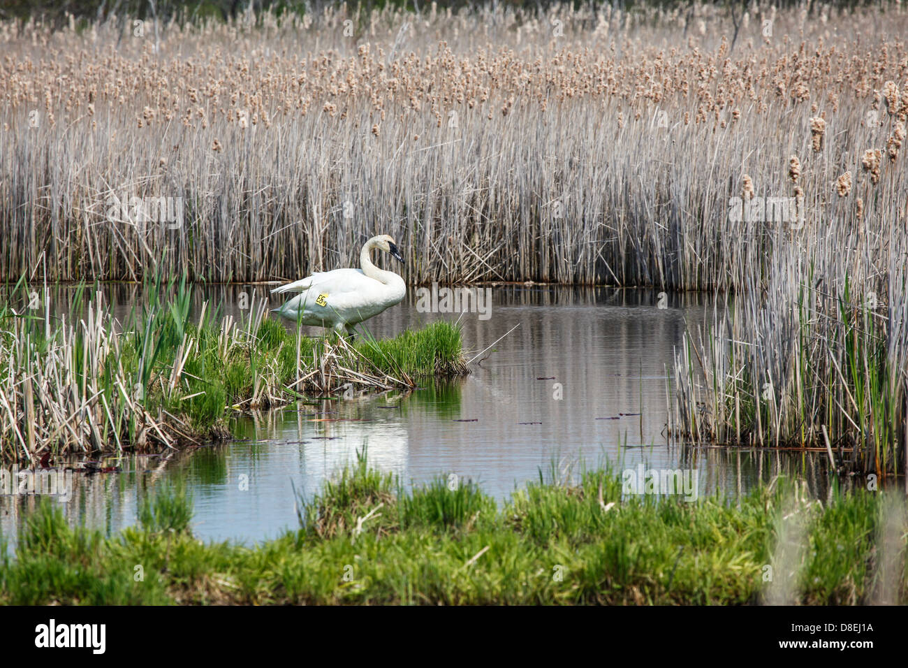 Wild white North American Trumpeter Swan (cygnus buccinator) Bird Stock ...