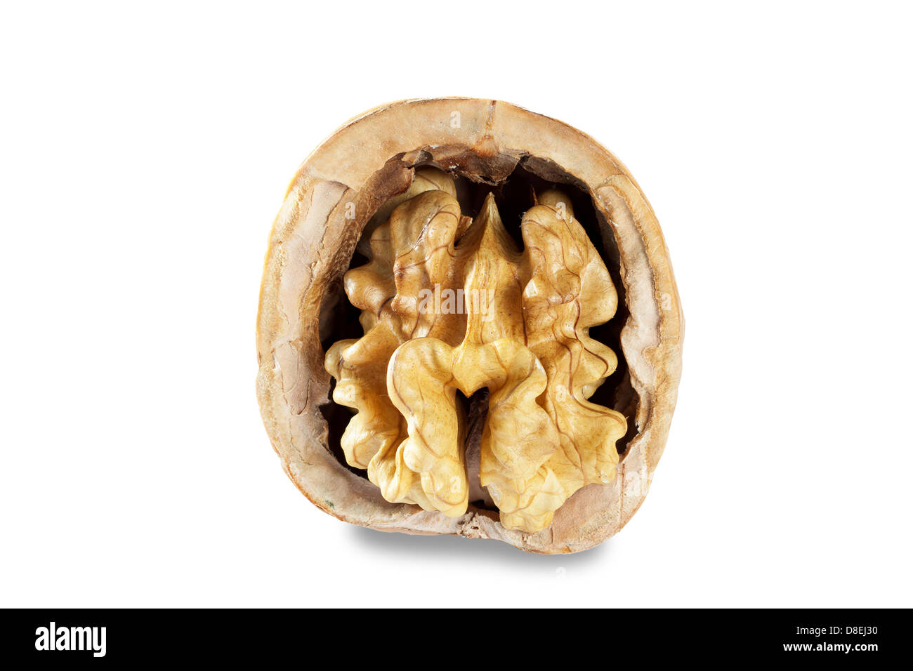 Macro shot of a half open walnut isolated in front of white background ...