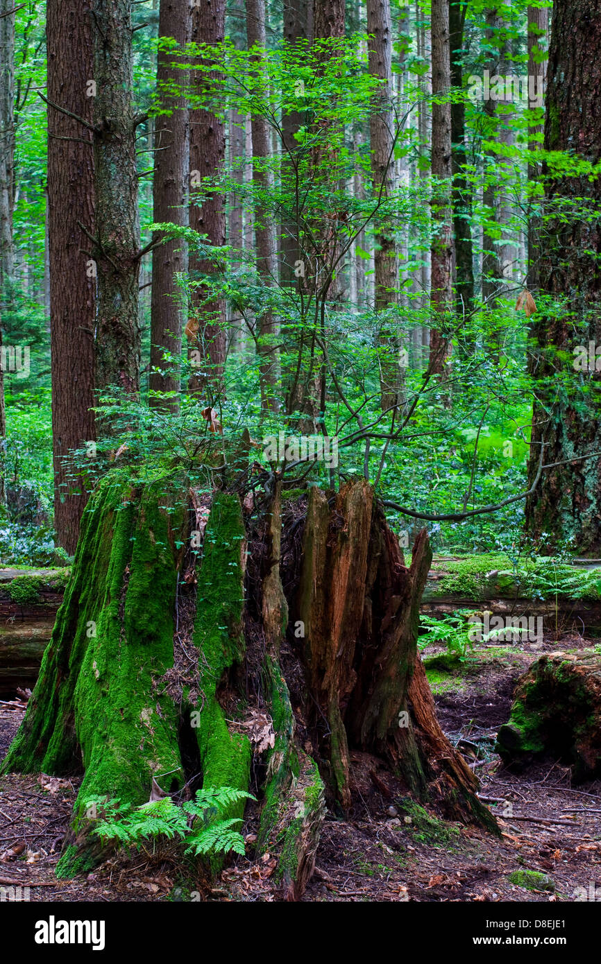 A decomposing tree stump giving new life to the forest Stock Photo - Alamy