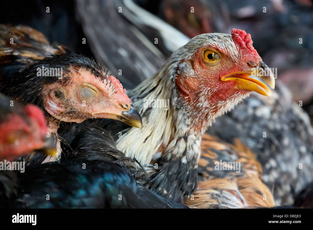 Chicken on a Market in Phnom Penh, Cambodia Stock Photo - Alamy
