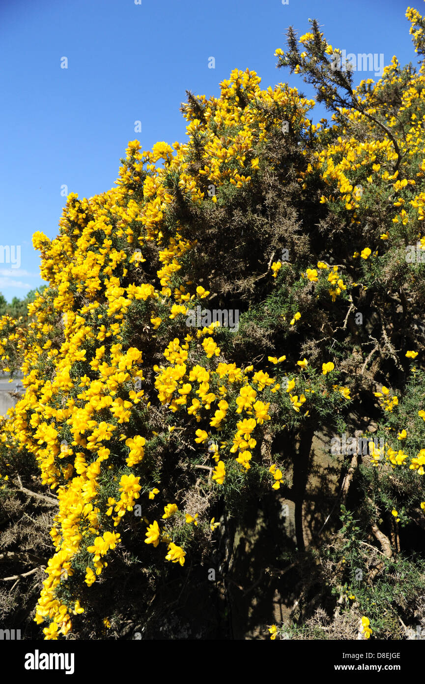Yellow Flowering Bush High Resolution Stock Photography and Images - Alamy