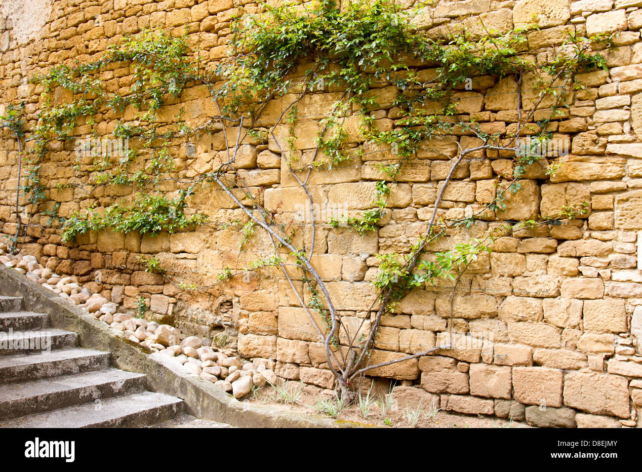Vines growing along old sandstone wall of medieval building in Sarlat ...