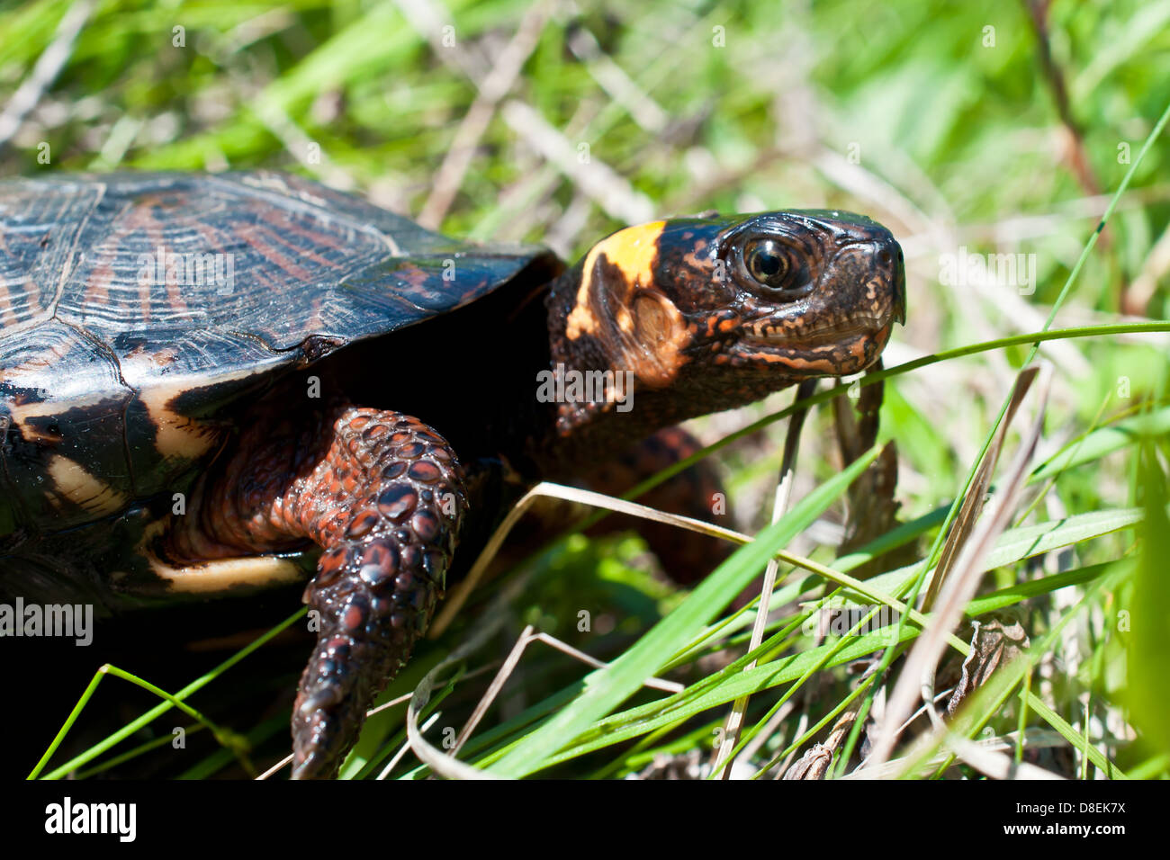 Helping survey hi-res stock photography and images - Alamy