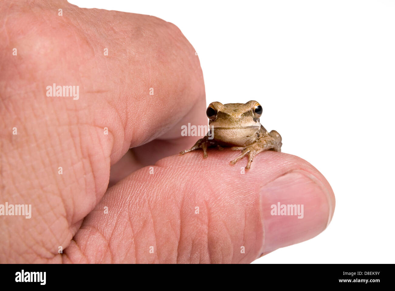 Small tree frog on a hand, white background.(Hyla Pulchela Stock Photo ...