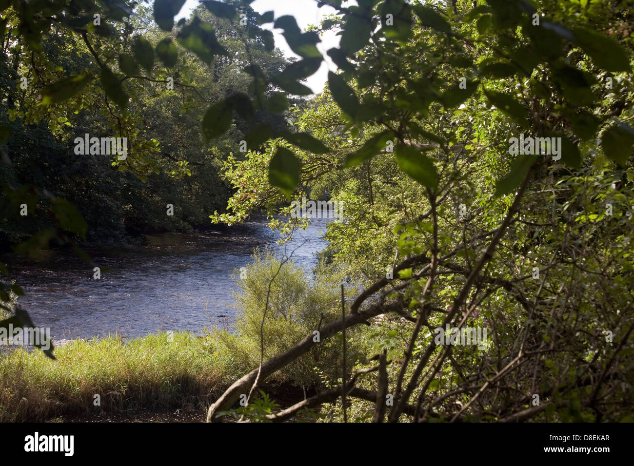 The River Ure flowing through the lower part of Wensleydale near to ...