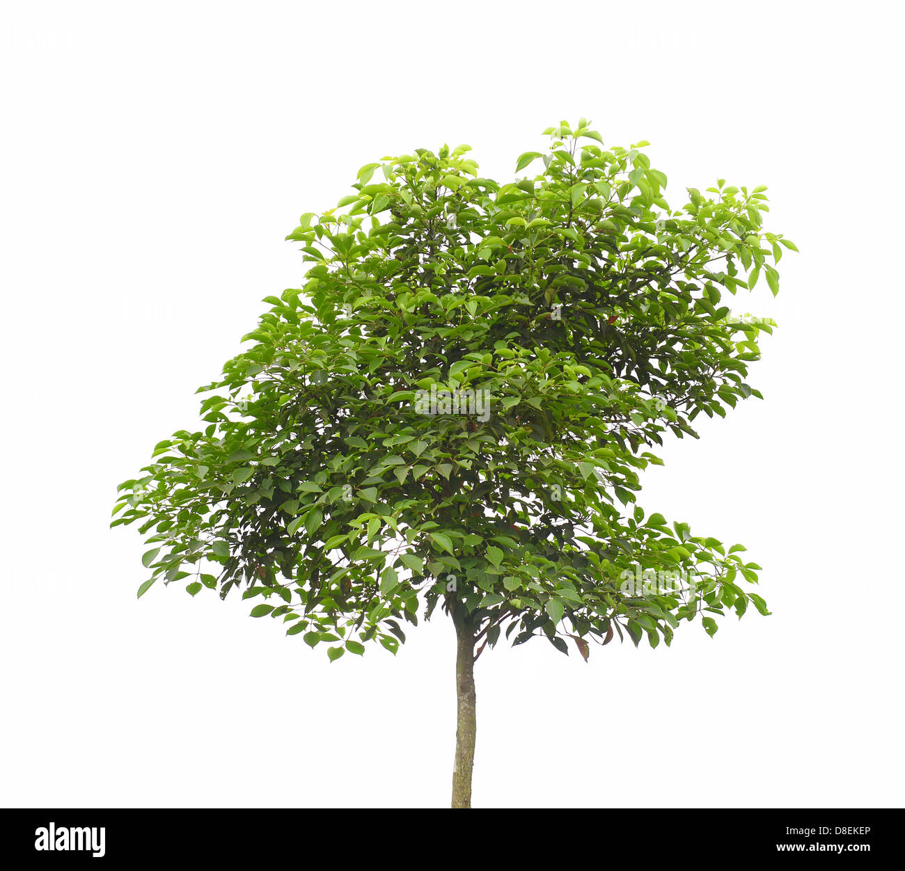 Green trees isolated on white Stock Photo - Alamy
