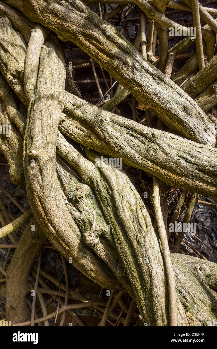 Mature Witseria Trunk and Branches Stock Photo - Alamy