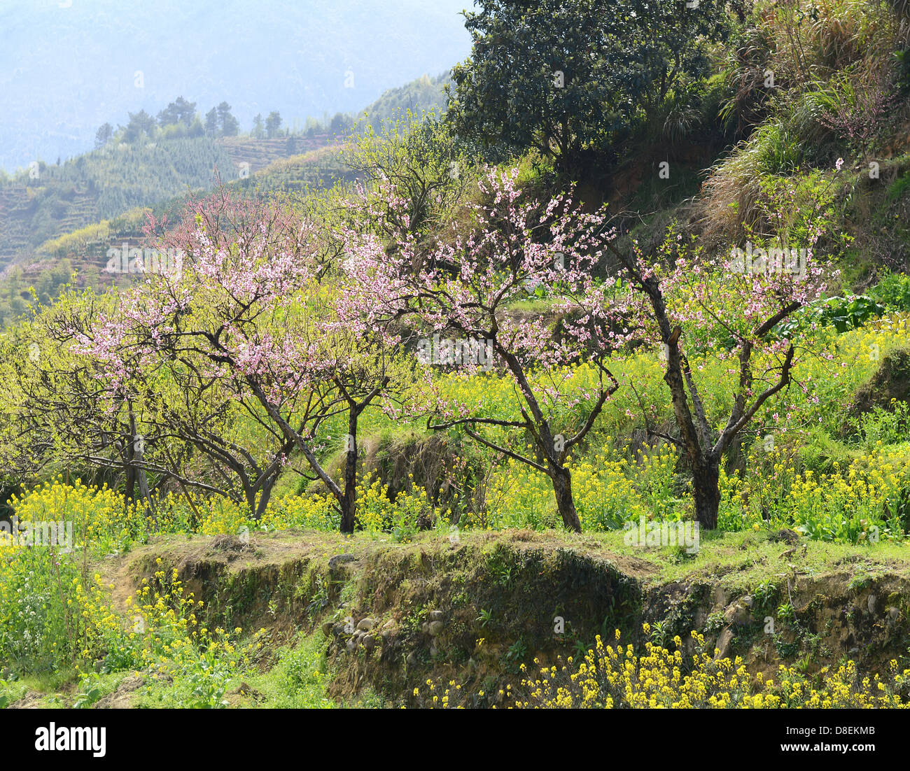 Peach flower blooming Stock Photo - Alamy
