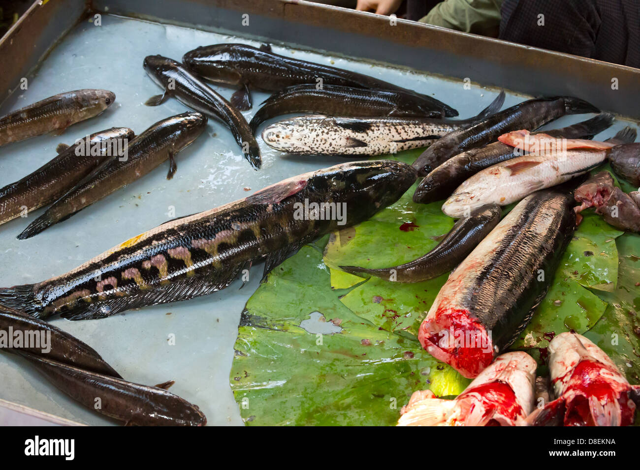 Bloody fresh Fish on a Market in Phnom Penh, Cambodia Stock Photo - Alamy