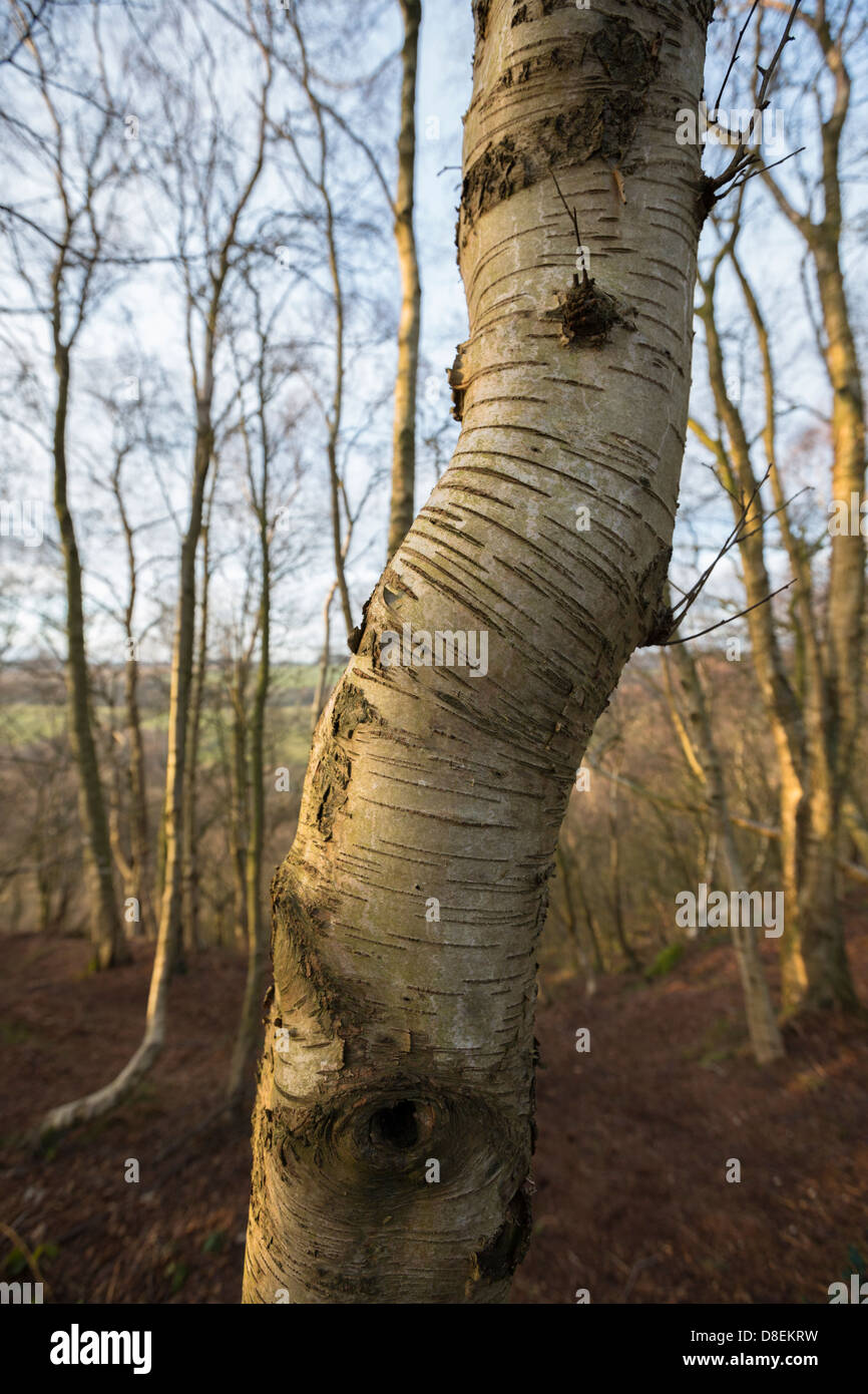 Birch plantation hi-res stock photography and images - Alamy