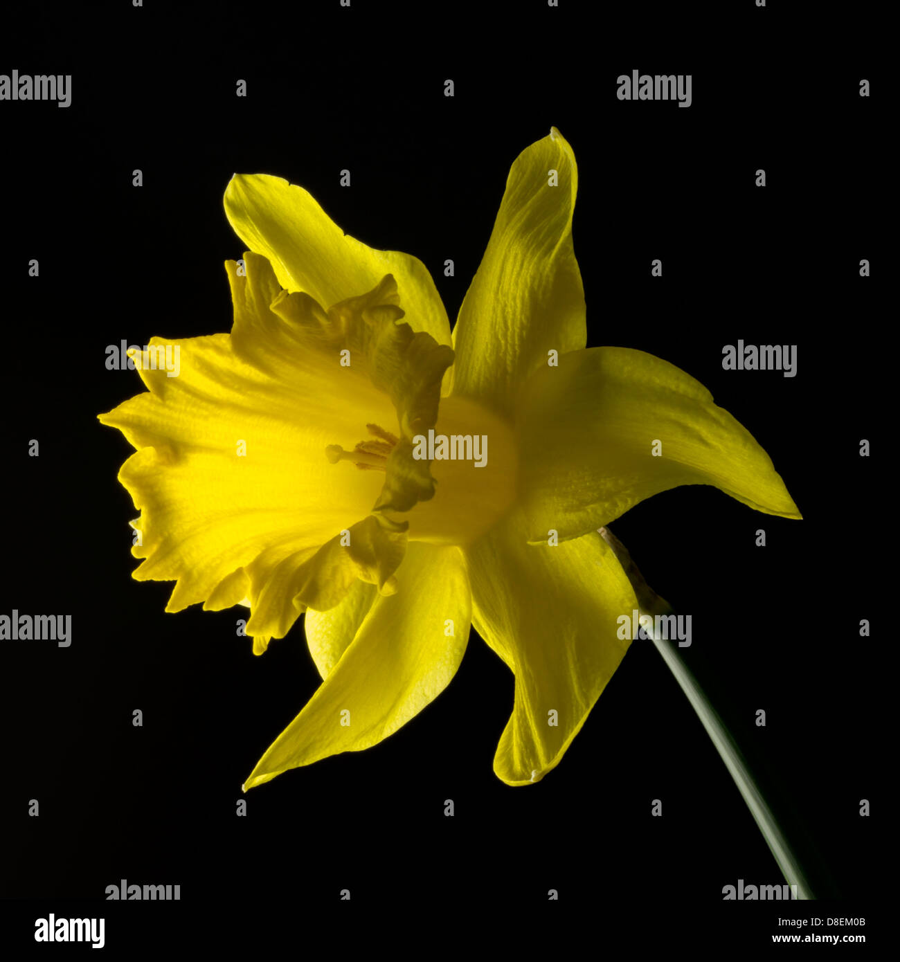 Daffodil stamen hi-res stock photography and images - Alamy